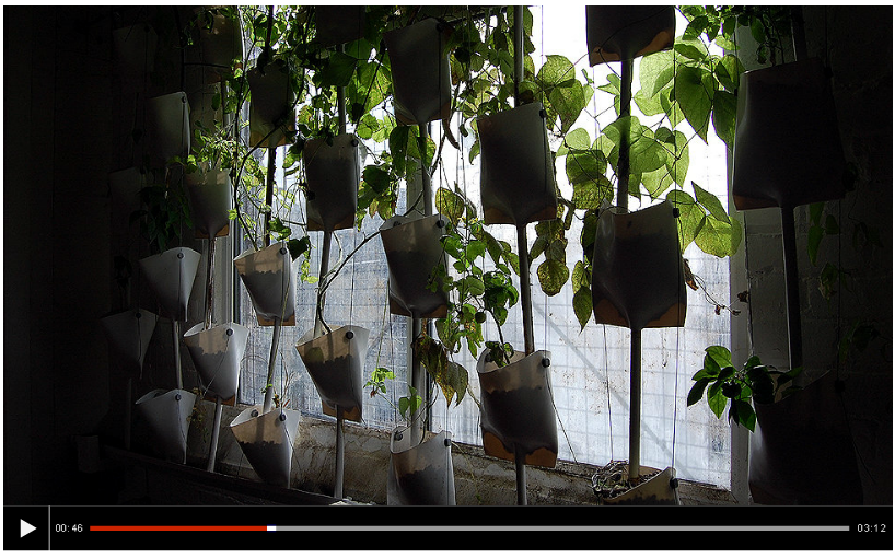 Living lab tests urban food farming. BBC « Agricoltura Urbana